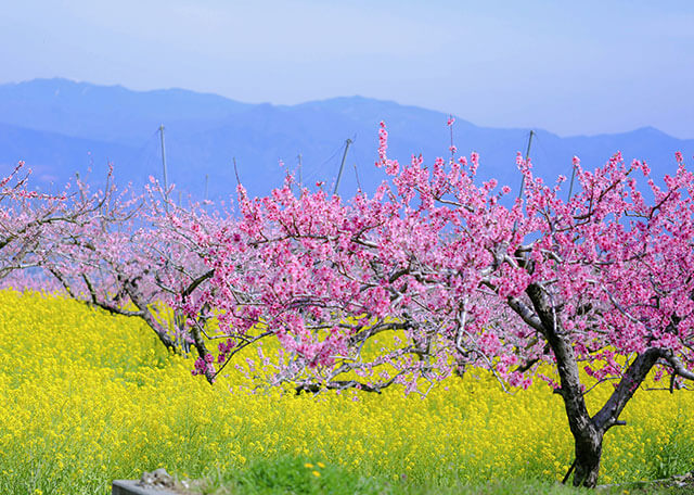 35 of the Best Things to Do in Yamanashi | Japan Travel by NAVITIME ...