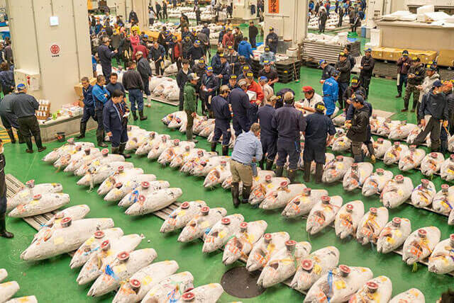 Toyosu Fish Market and Tuna Auction | Japan Travel by NAVITIME - Japan ...