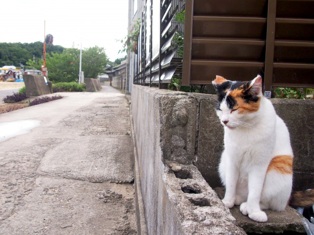 15 Best Cat Island Across Japan | Japan Travel by NAVITIME - Japan ...