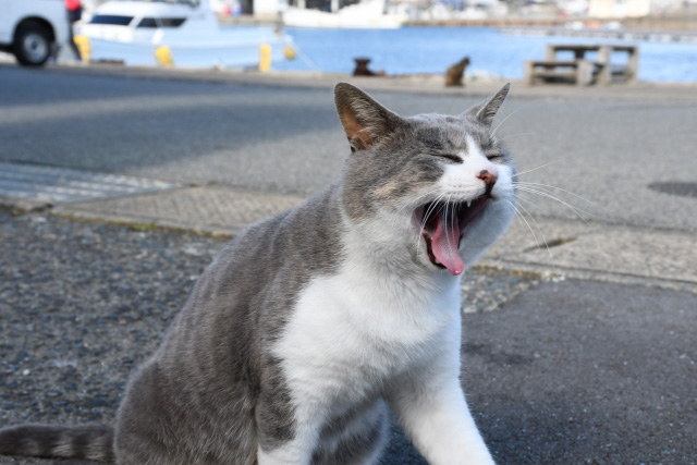 15 Best Cat Island Across Japan | Japan Travel by NAVITIME - Japan ...