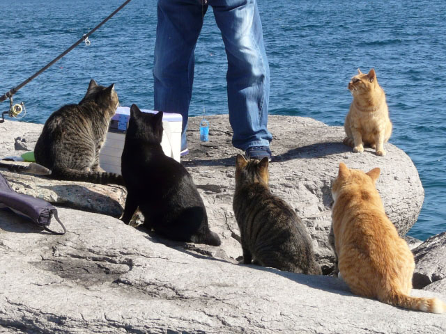 15 Best Cat Island Across Japan | Japan Travel by NAVITIME - Japan ...