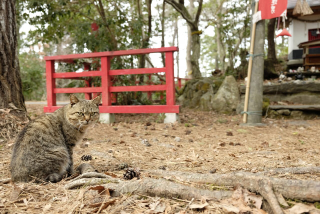 15 Best Cat Island Across Japan | Japan Travel by NAVITIME - Japan ...
