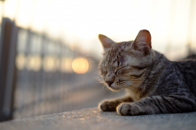 15 Best Cat Island Across Japan | Japan Travel by NAVITIME - Japan ...