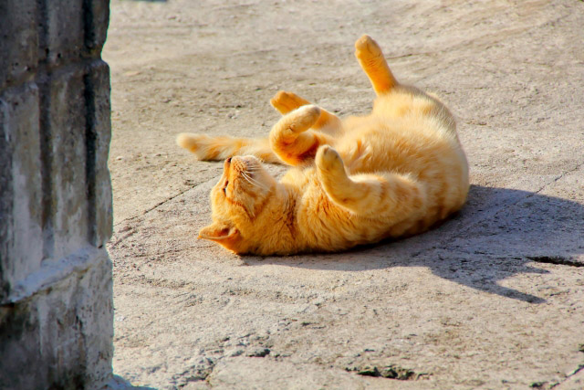 15 Best Cat Island Across Japan | Japan Travel by NAVITIME - Japan ...