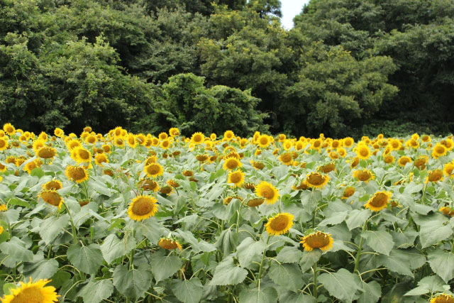 16 Best Places to See Sunflower in Kanto Region | Japan Travel by ...