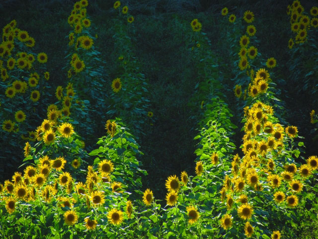 16 Best Places to See Sunflower in Kanto Region | Japan Travel by ...