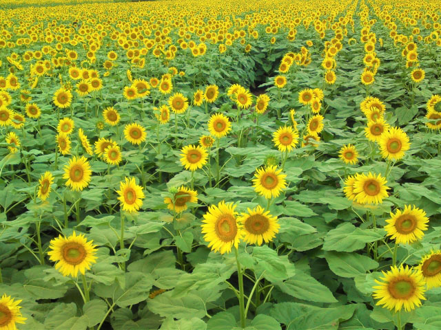 16 Best Places to See Sunflower in Kanto Region | Japan Travel by ...