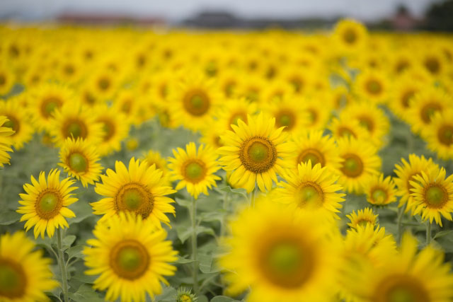 16 Best Places to See Sunflower in Kanto Region | Japan Travel by ...