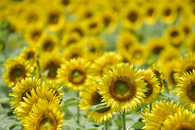 16 Best Places to See Sunflower in Kanto Region | Japan Travel by ...