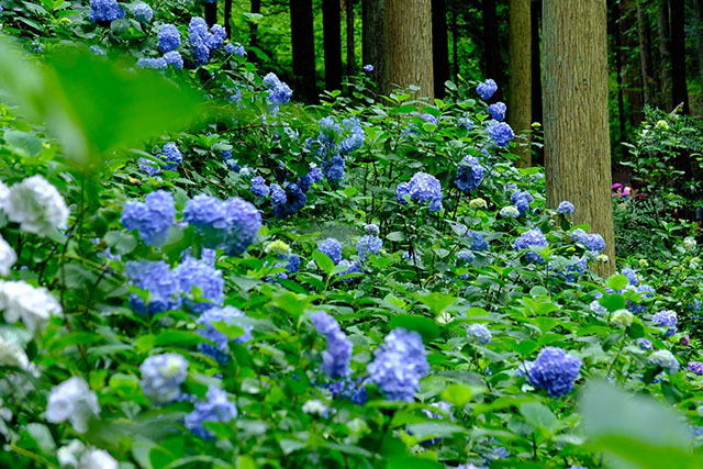11 Best Places to See Hydrangeas (Ajisai) in Kanto Region | Japan ...