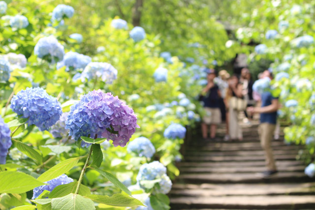 11 Best Places to See Hydrangeas (Ajisai) in Kanto Region | Japan ...