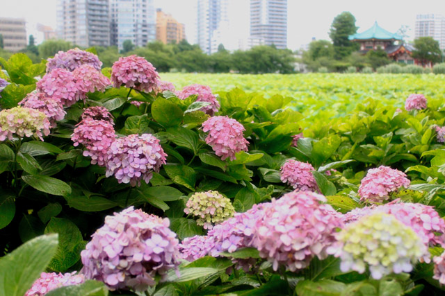 11 Best Places to See Hydrangeas (Ajisai) in Kanto Region | Japan ...