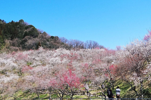 5 Best Places to See Plum Blossoms | Japan Travel by NAVITIME - Japan ...