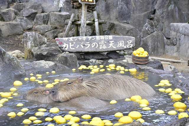 Get steamy: Where to find capybaras enjoying a bath in Japan | Japan Travel by NAVITIME - Japan ...