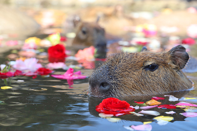 Get steamy: Where to find capybaras enjoying a bath in Japan | Japan ...