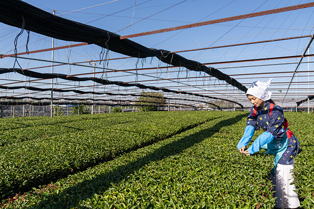 Nishio City: The Hidden Matcha Paradise Awaiting Discovery | Japan ...