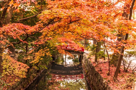 Unveiling Japan's Autumn Splendor: Top Guided Tours for Stunning Fall ...