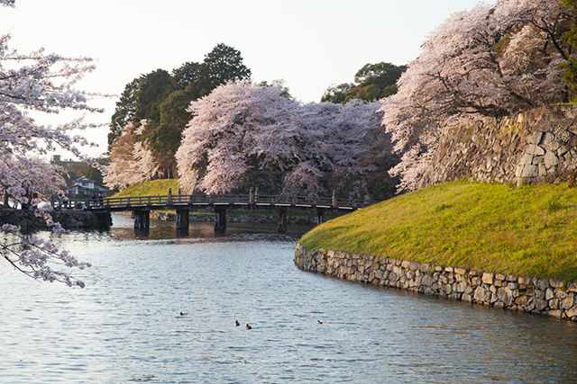 Sakura on the Go | Japan Travel by NAVITIME - Japan Travel Guides ...