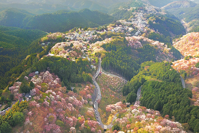 Sakura on the Go | Japan Travel by NAVITIME - Japan Travel Guides ...