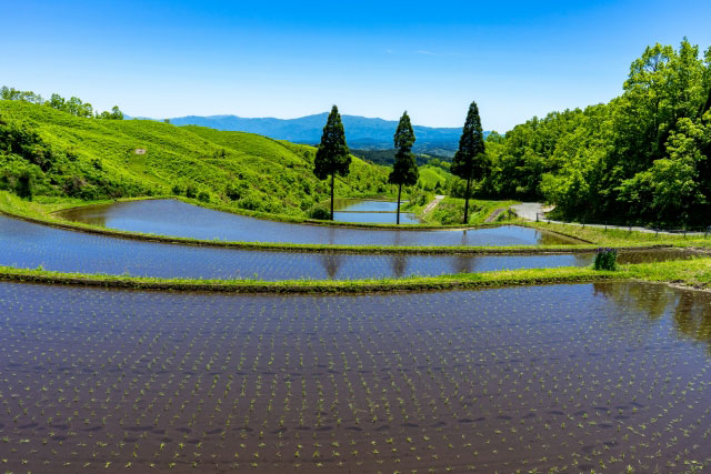 9 Most Breathtaking Rice Terraces You Must See in Japan | Japan Travel ...