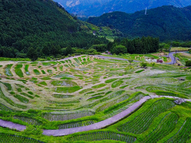 9 Most Breathtaking Rice Terraces You Must See in Japan | Japan Travel ...
